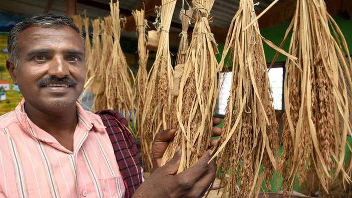 Two museums in Mandya are saving native paddy grains from extinction ...
