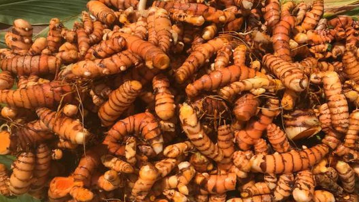 Bengaluru institute on a mission to improve turmeric cultivation ...
