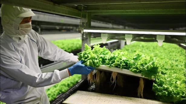 What is vertical farming? - The Hindu