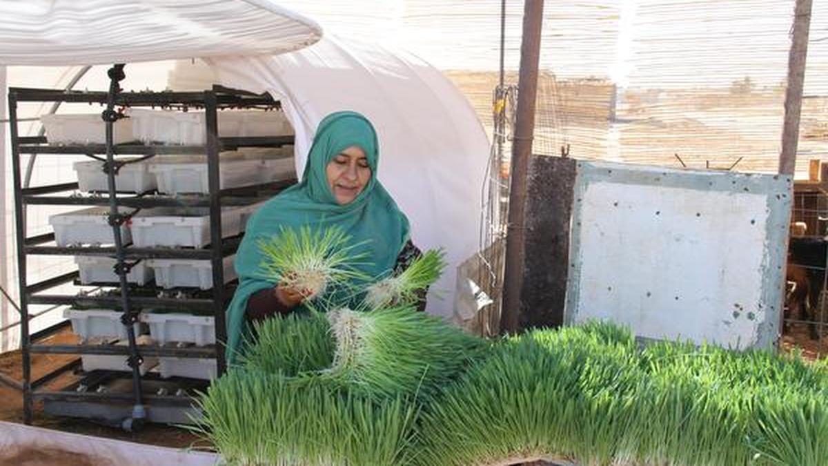 Growing food in the Sahara Desert - The Hindu