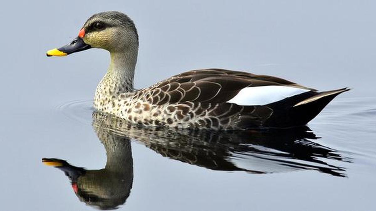 How birds get their complex plumage - The Hindu