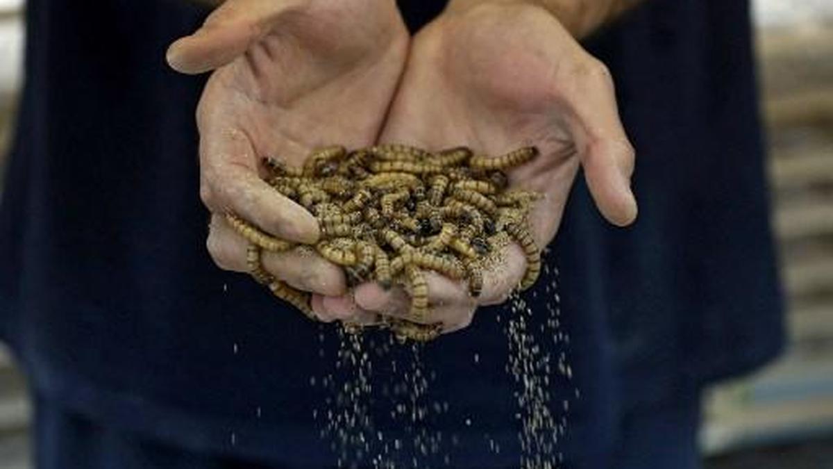 Kuwaiti breeder hopes superworms will become new superfood - The Hindu