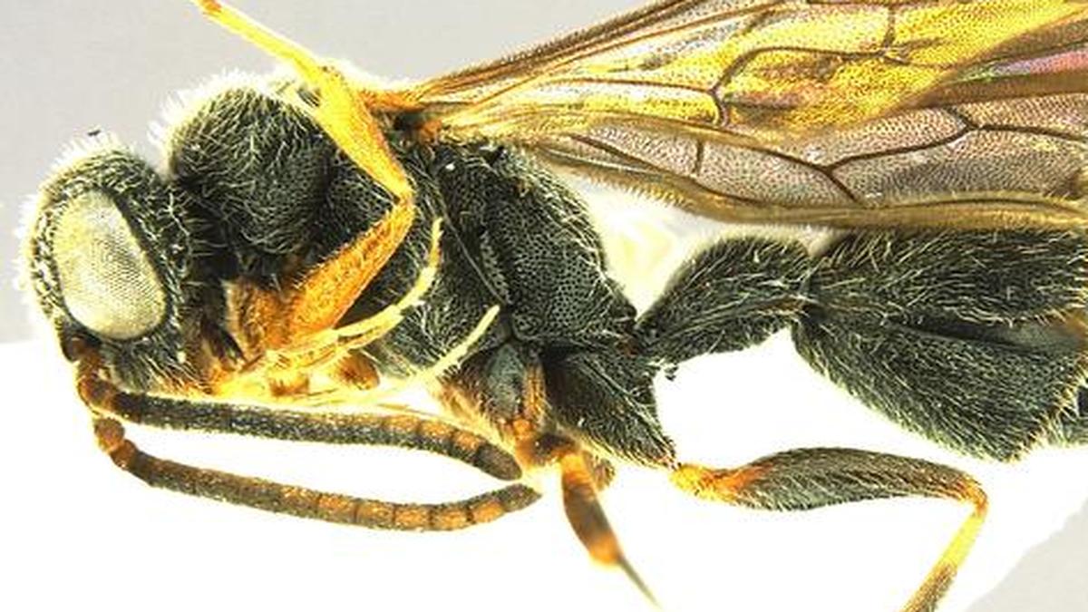 New species of wasp identified in Goa - The Hindu