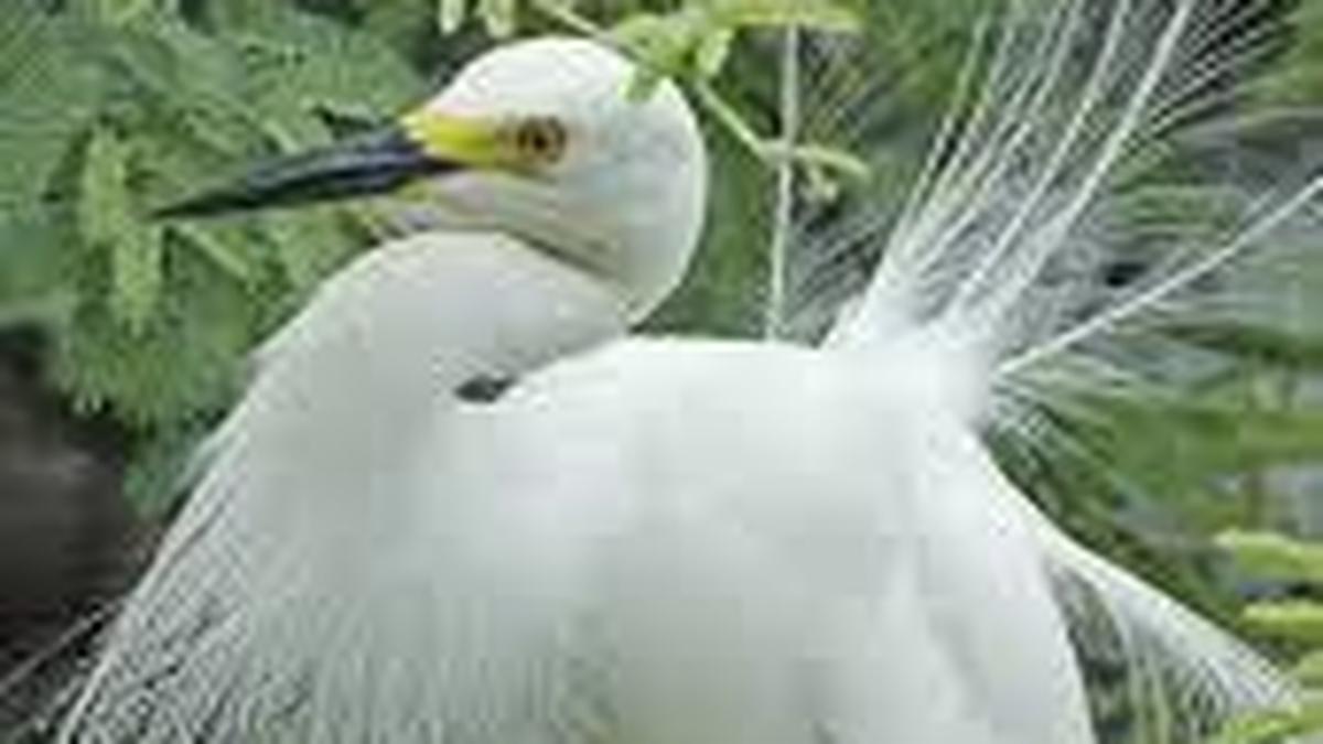 Our handy guide to birding in Delhi this summer - The Hindu