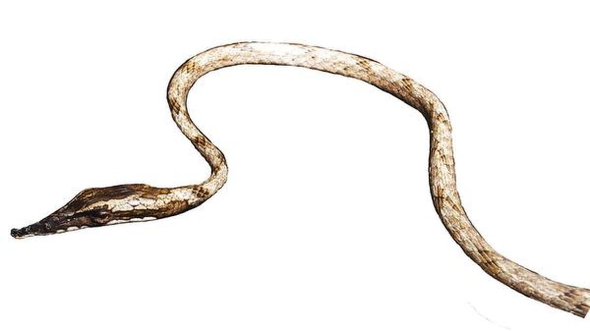 New species of vine snakes discovered - The Hindu