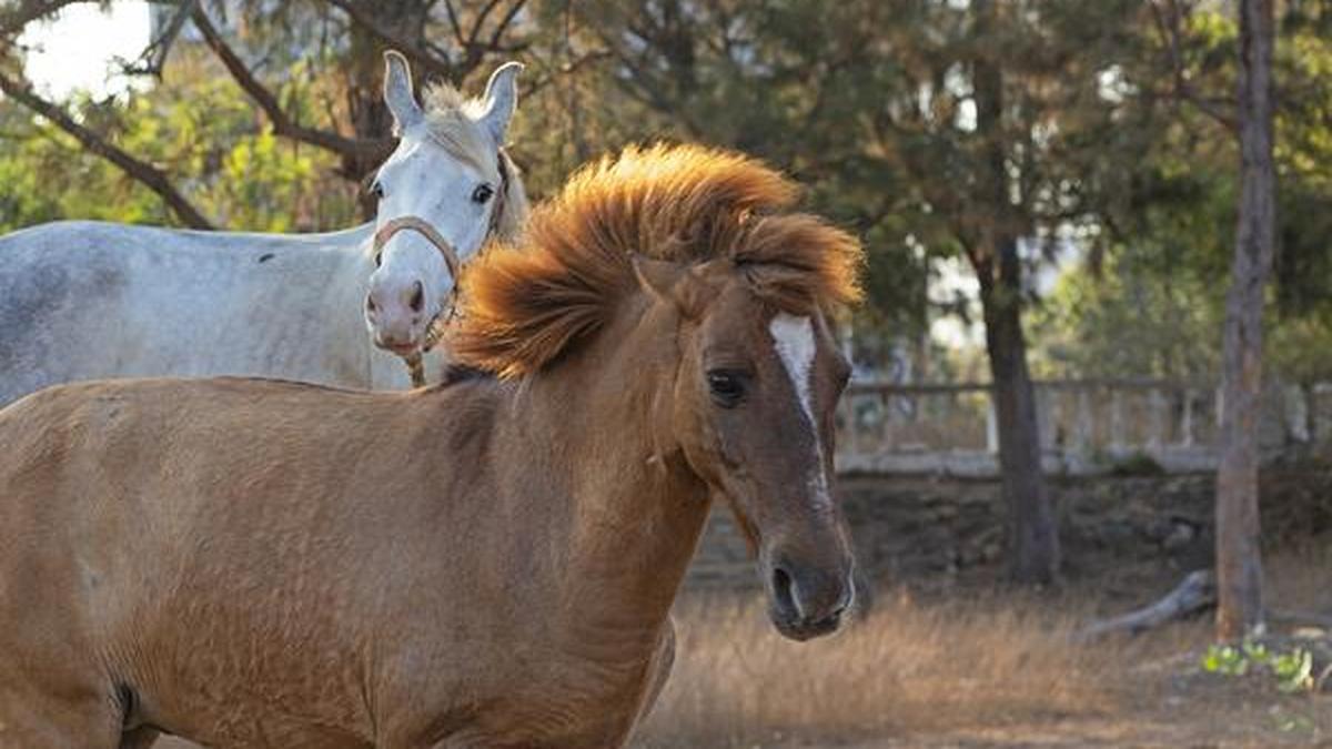 Assam to crack down on use of spiked bits on horses - The Hindu