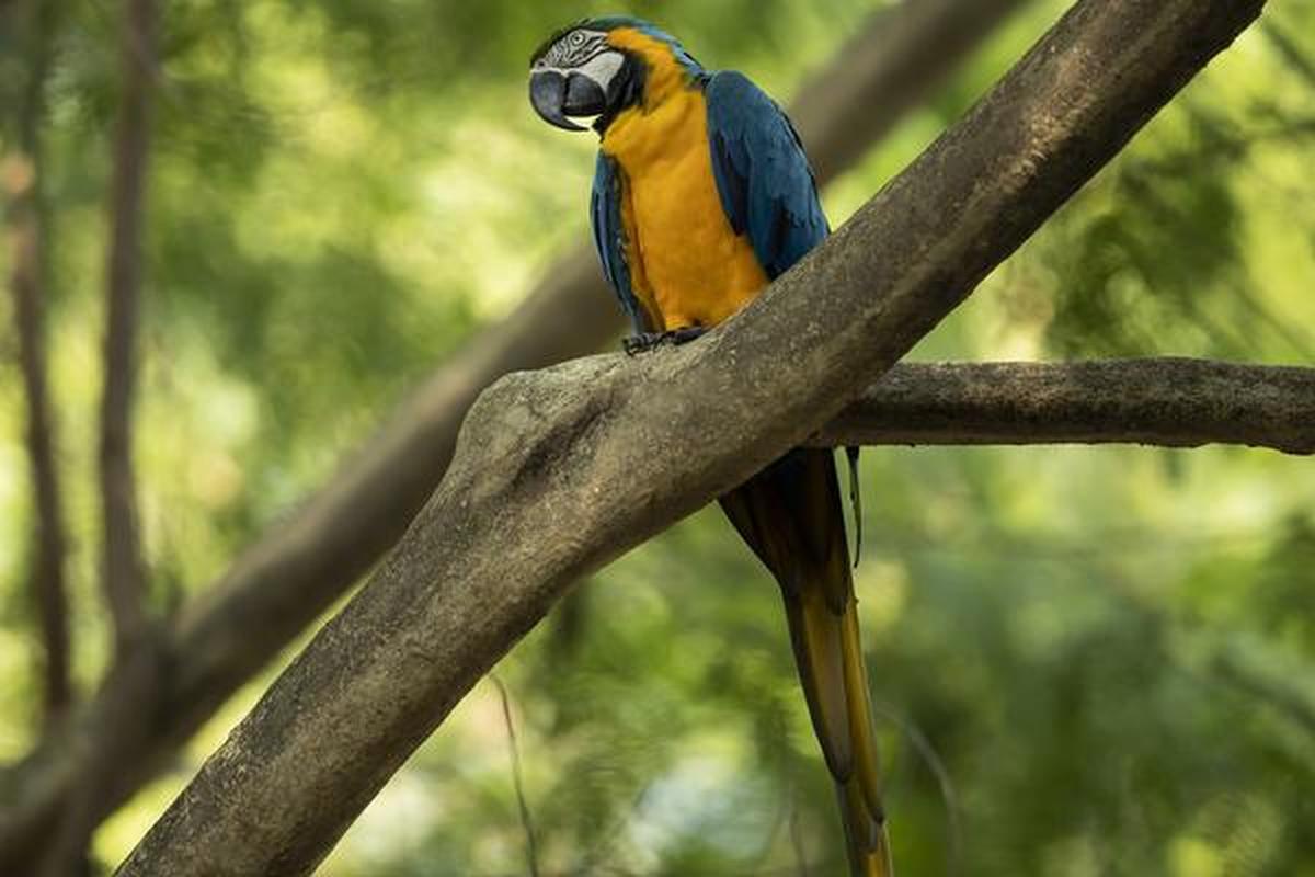 Rainforest Blue Macaw