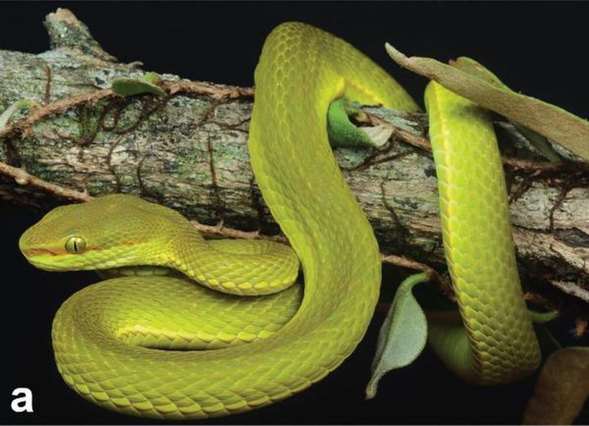 Green Pit Viper