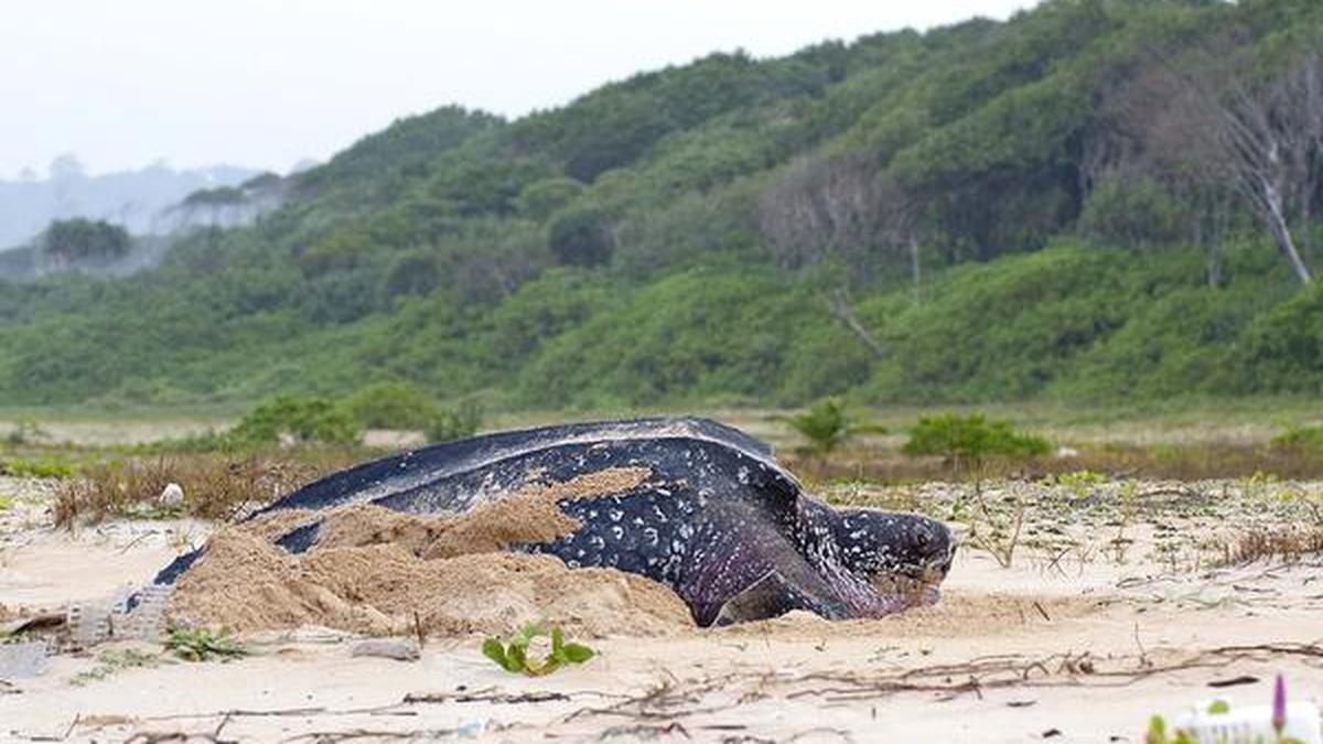 Leatherback nesting sites could be overrun by Andamans project - The Hindu
