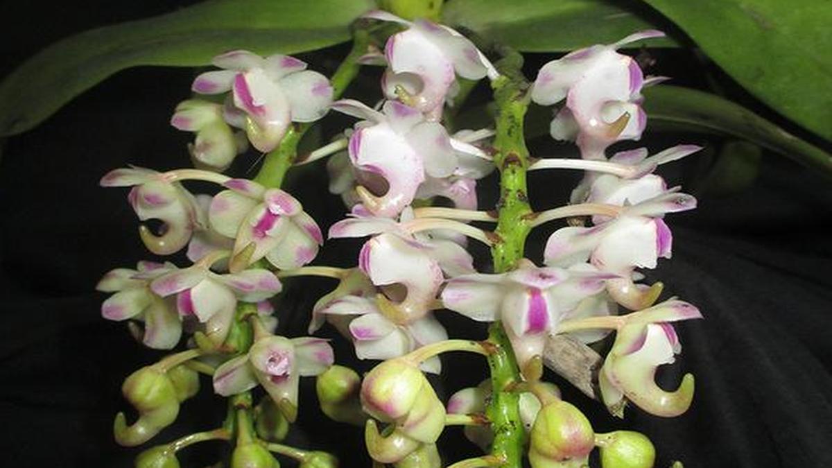 India is home to 1,256 species of orchid, says first comprehensive ...