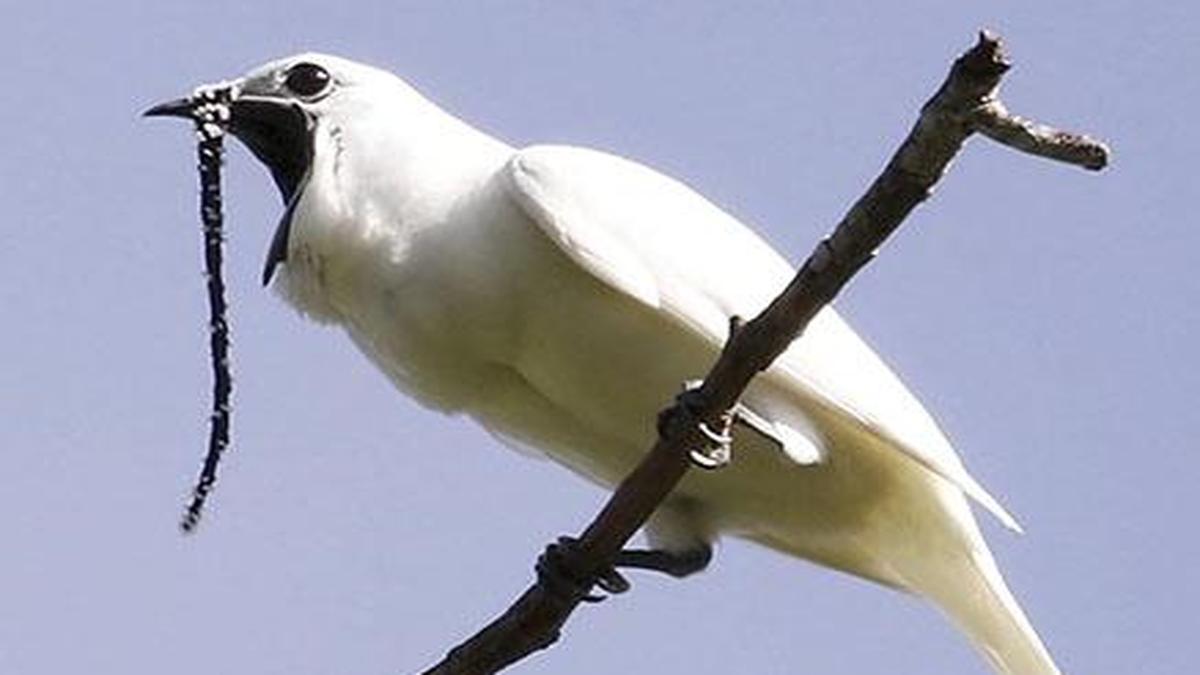 Meet the white bellbird, the world’s loudest bird - The Hindu