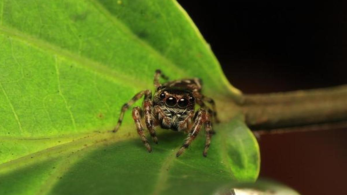 Eight-eyed and everywhere: Meet the charismatic jumping spider - The Hindu