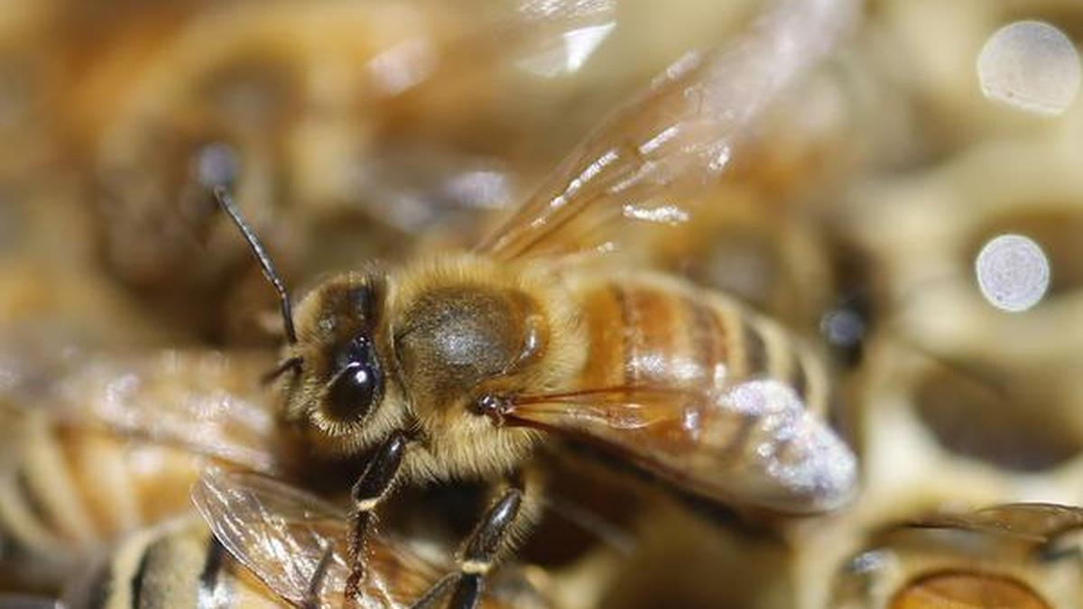 World insect population declining at an alarming rate, say studies ...