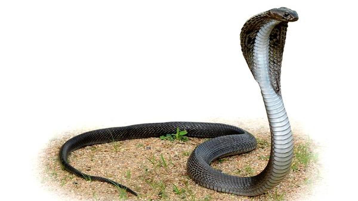 Close encounters of the slithery kind - The Hindu