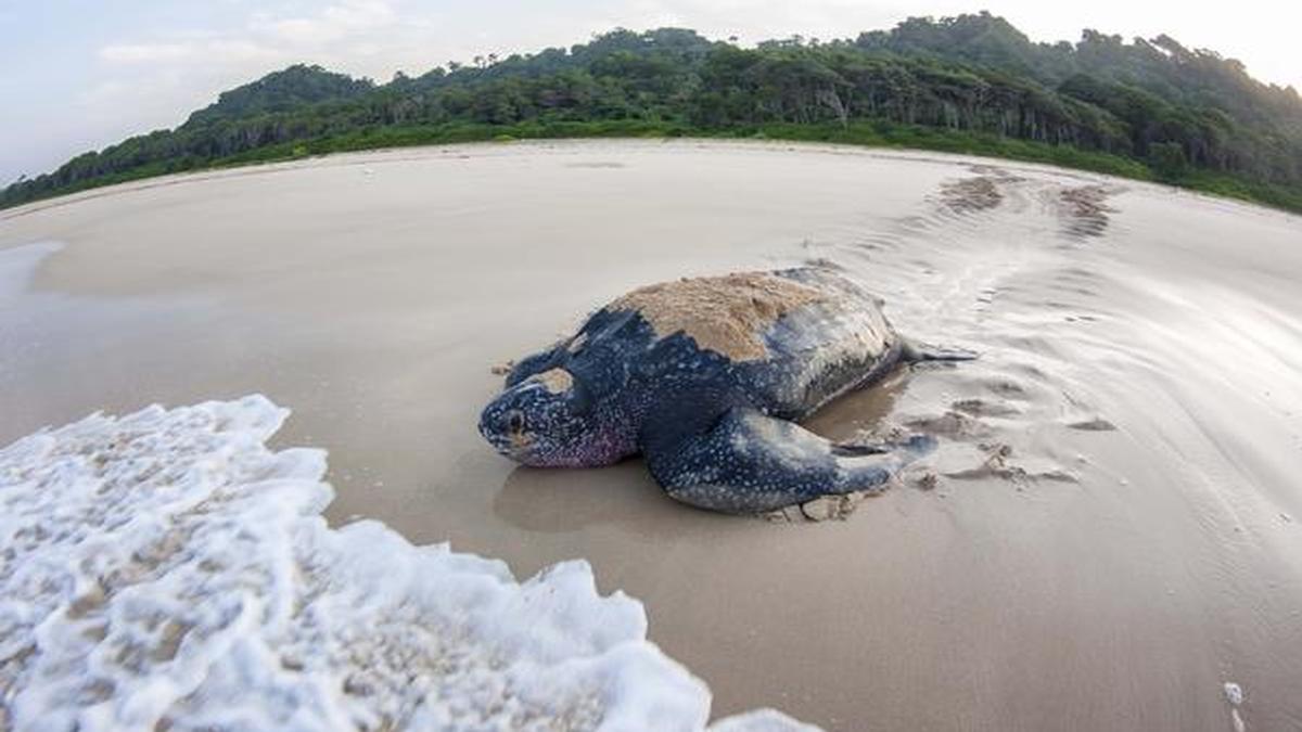 Return of the leatherback - The Hindu