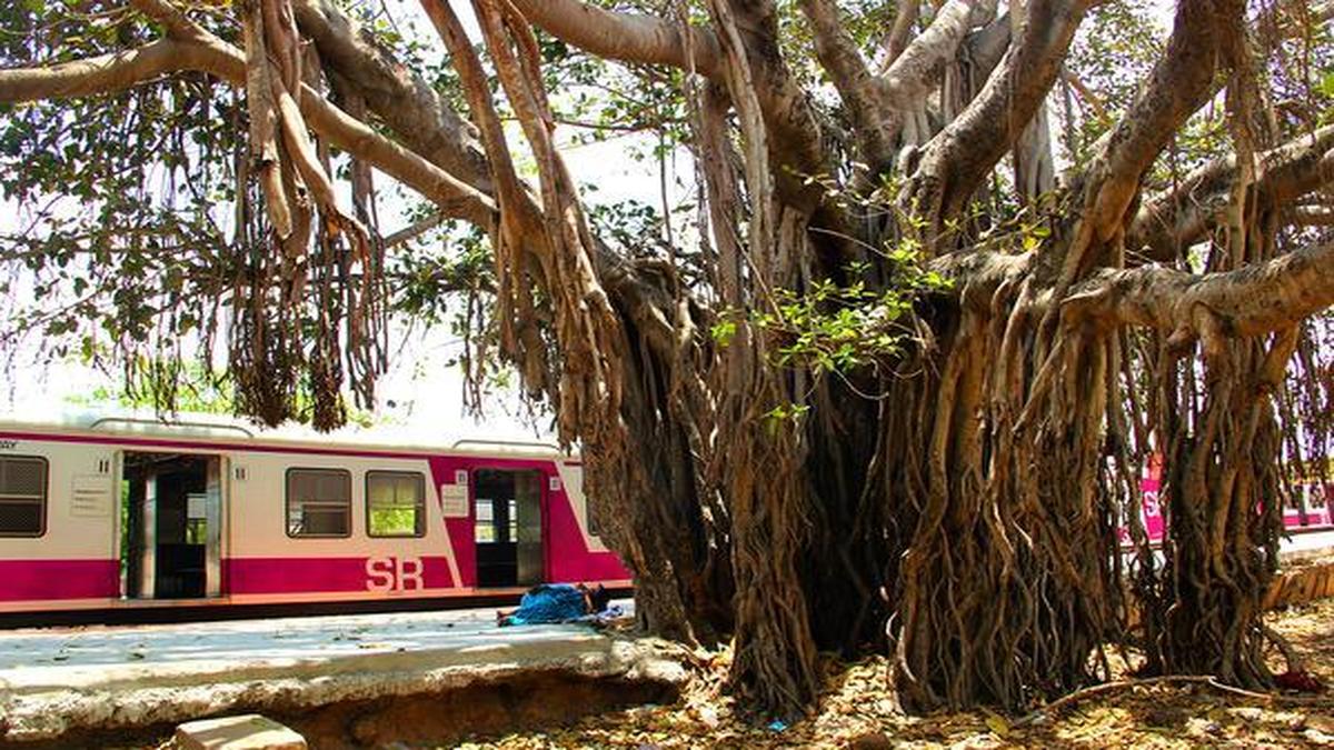 Keeping track of Chennai’s trees - The Hindu