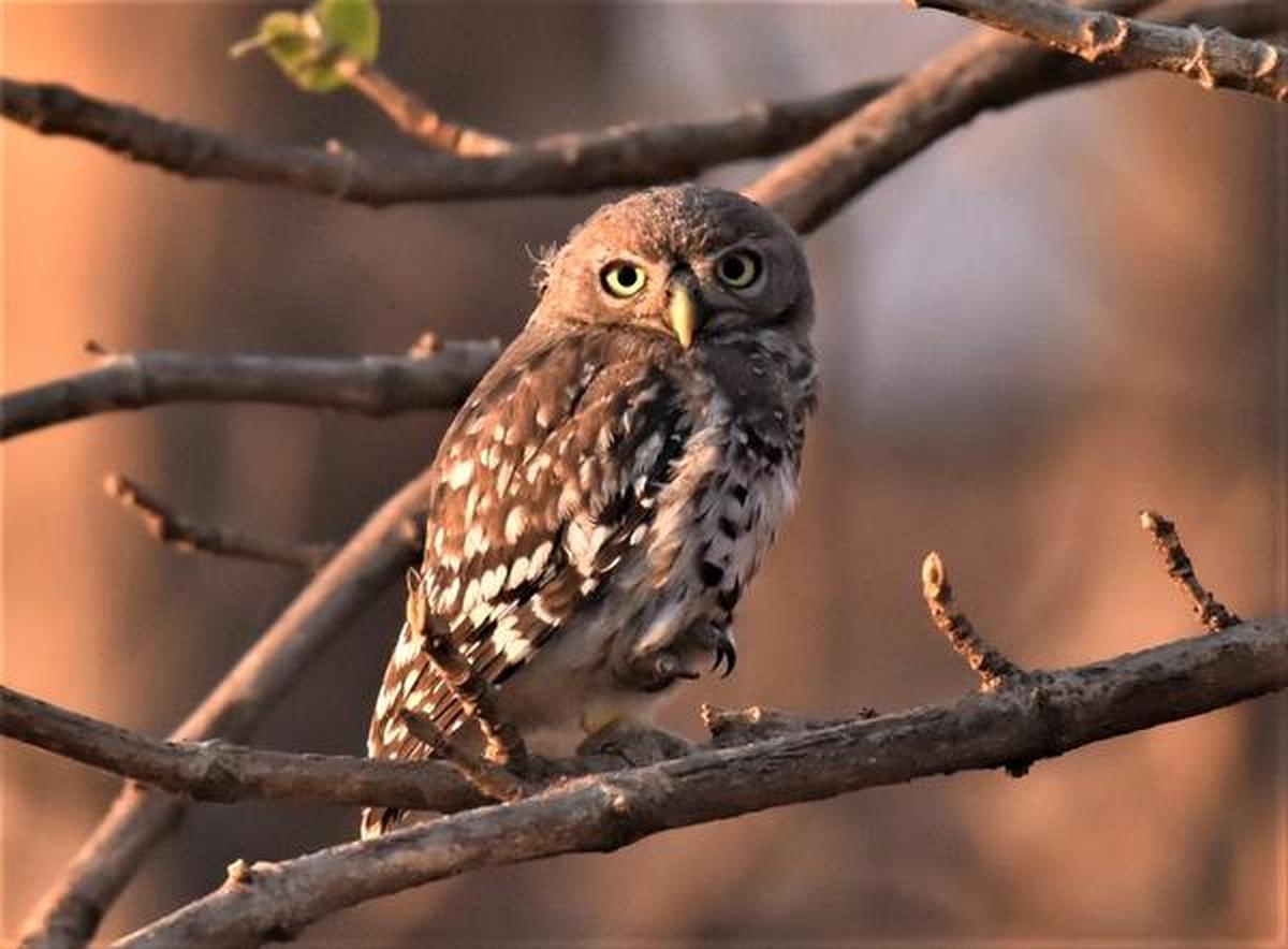 The return of the forest owlet - The Hindu