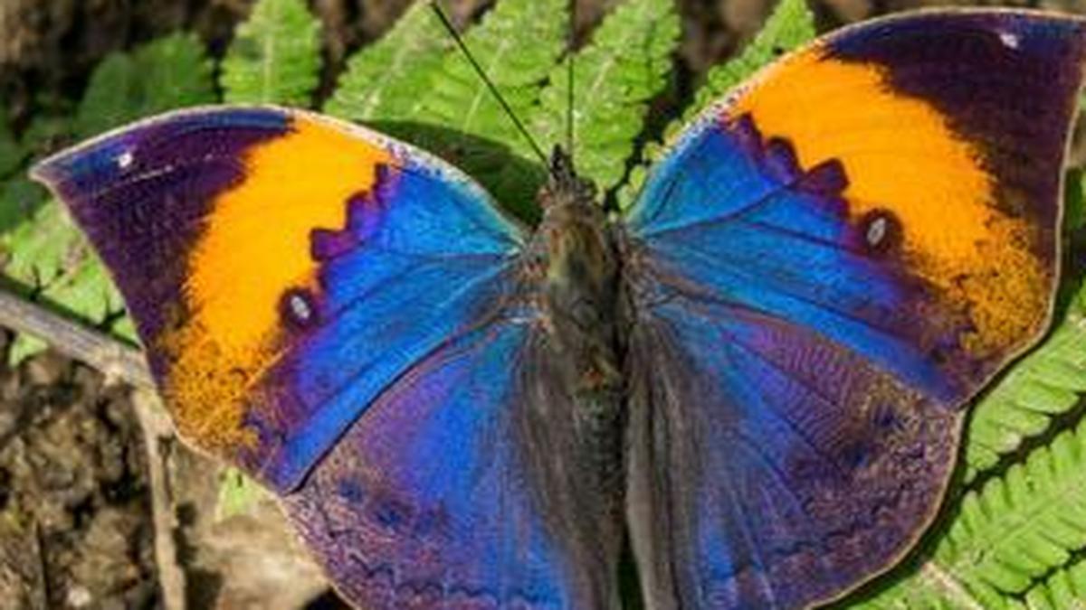 A vote for India’s national butterfly - The Hindu