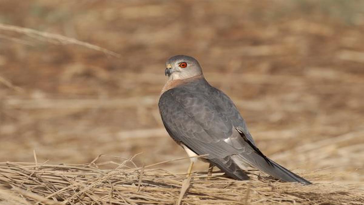 The Shikra is a bird that embodies brains and bravery - The Hindu