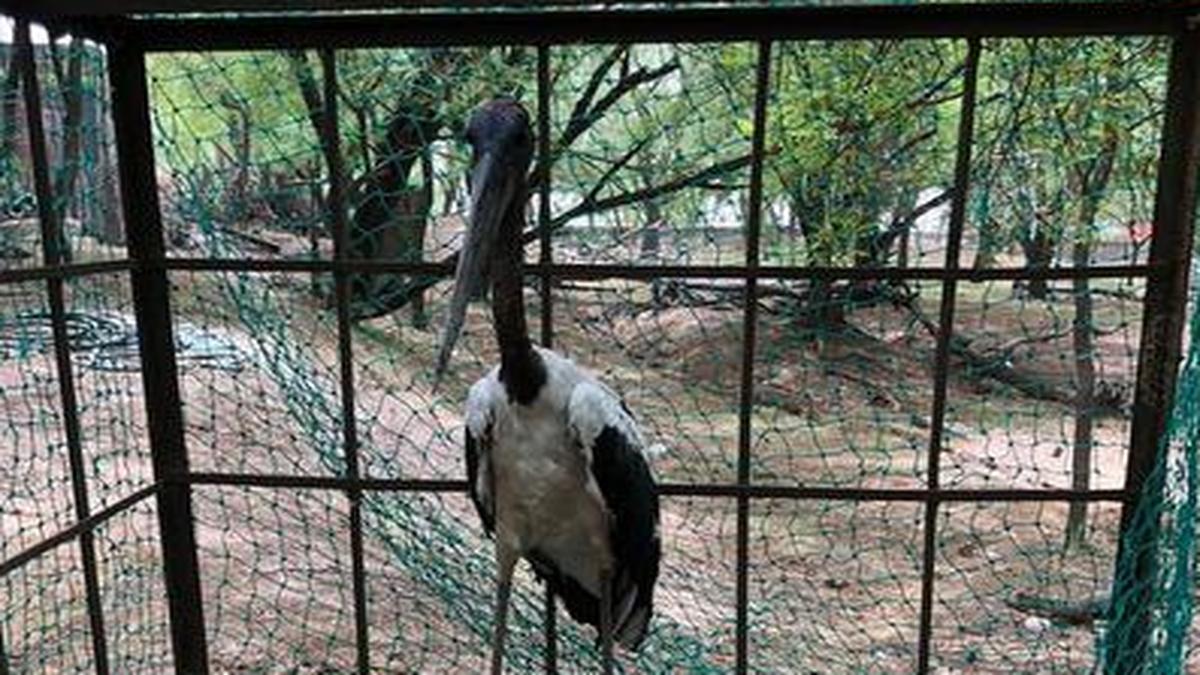 ‘Ringed’ stork finally rescued - The Hindu