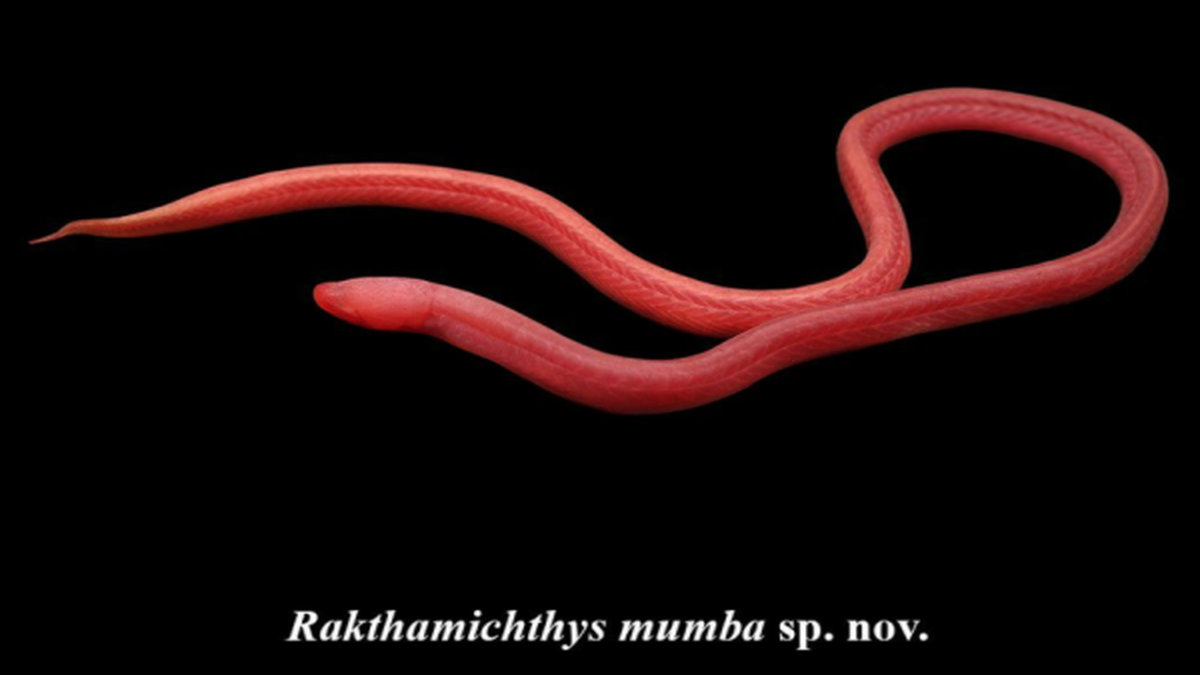 New species of blind freshwater eel discovered from Mumbai well - The Hindu