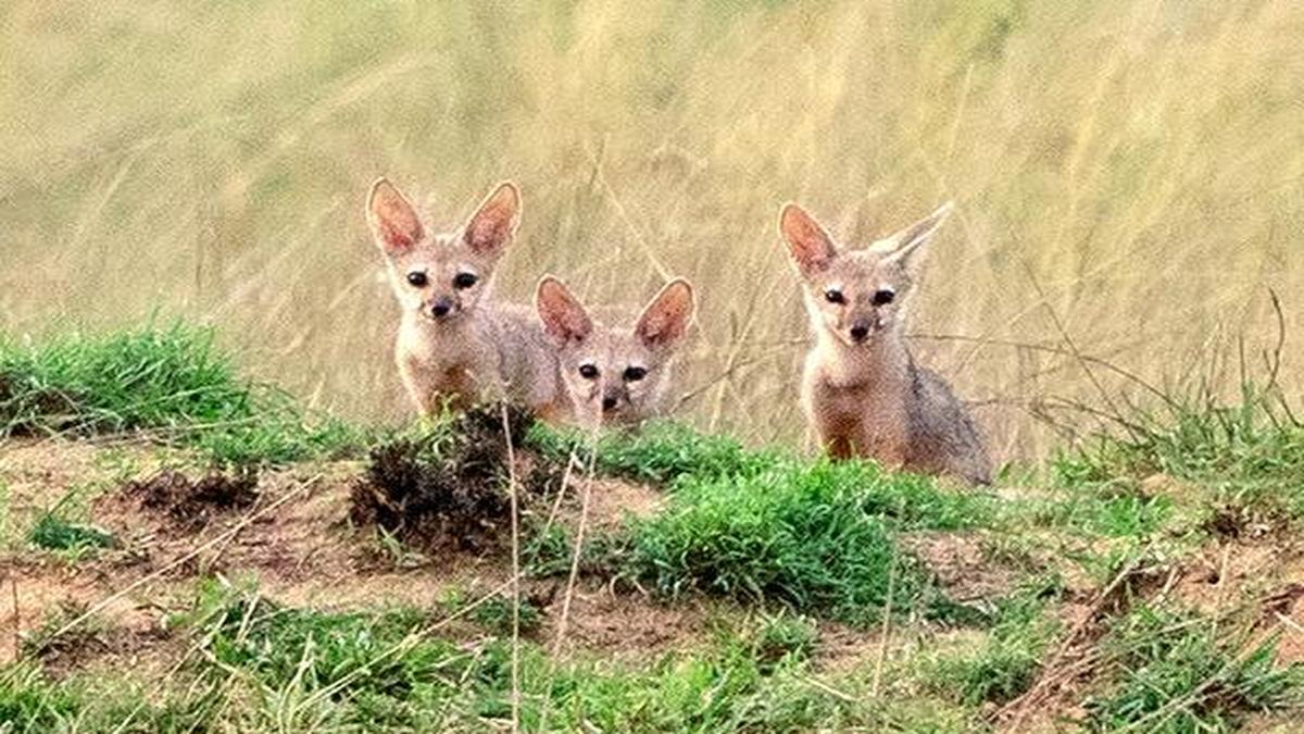 An unexpected tryst with the Bengal fox - The Hindu