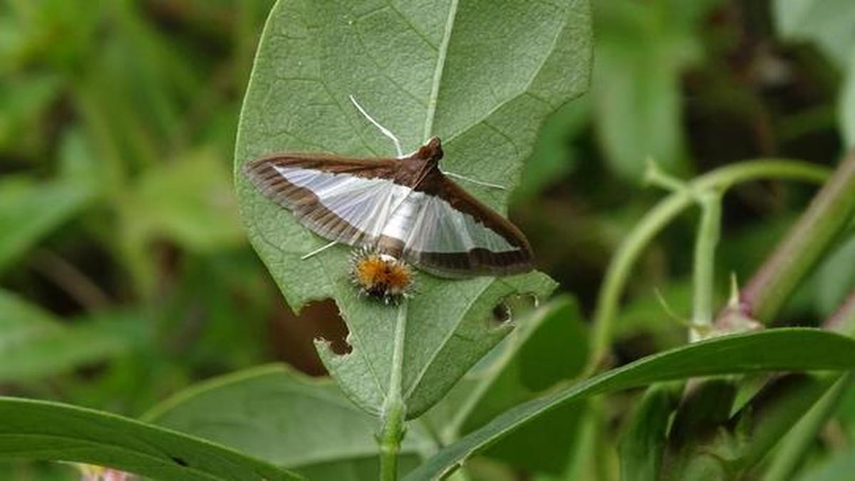 Why Chennai should keep an eye on moth cocoons - The Hindu
