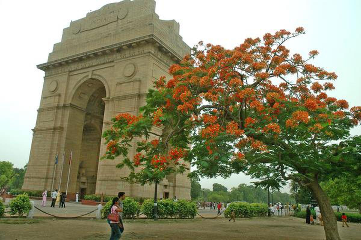 Gulmohar Tree