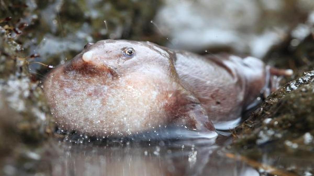 ‘Mahabali frog’ may be Kerala’s official amphibian - The Hindu