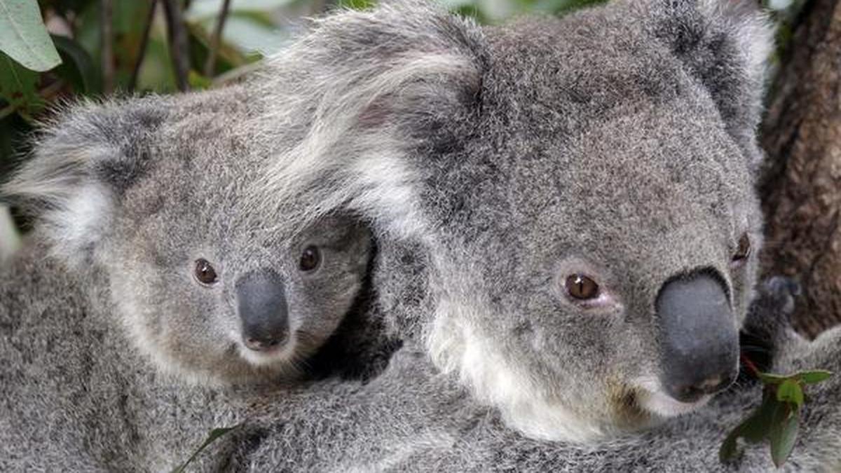Watch | Are koalas going extinct? - The Hindu