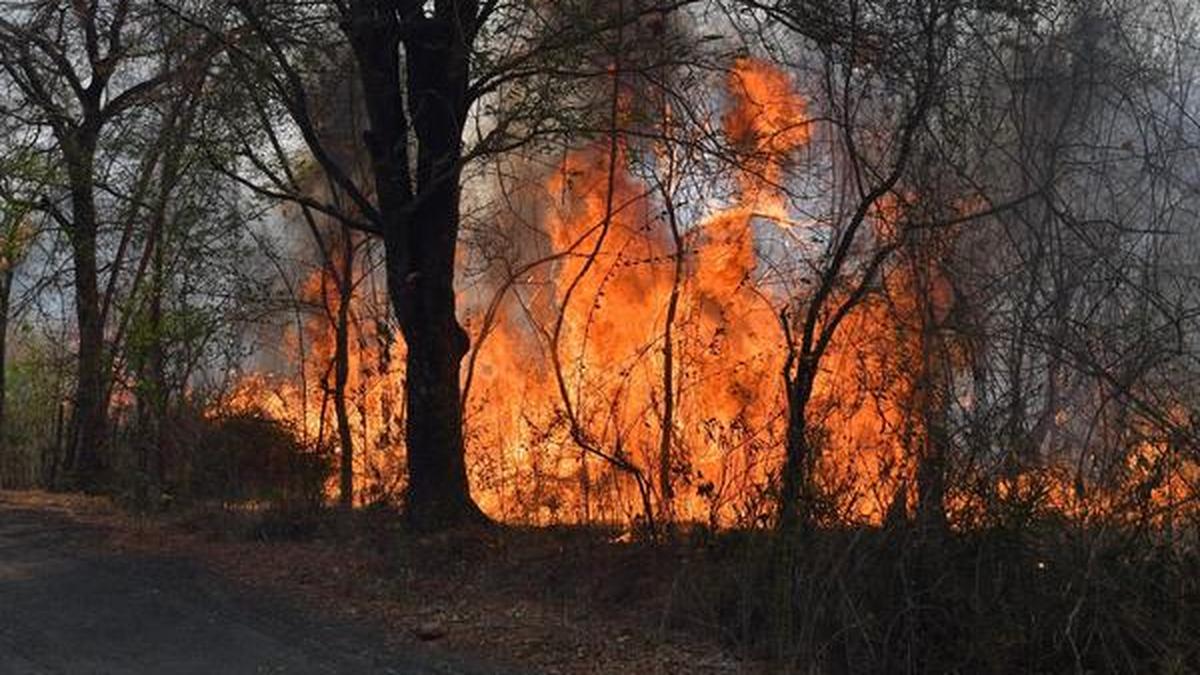 One-fifth of country’s forests prone to fires: study - The Hindu