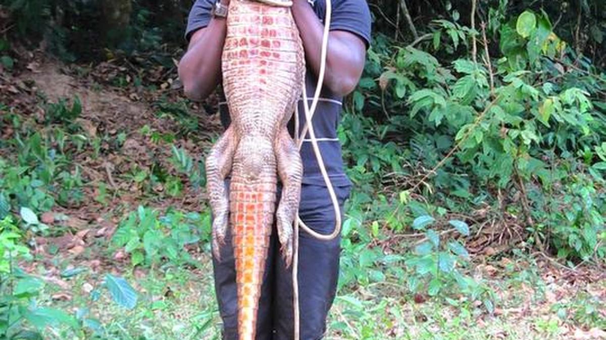 Gabon’s unique ‘orange crocodiles’ intrigue scientists - The Hindu