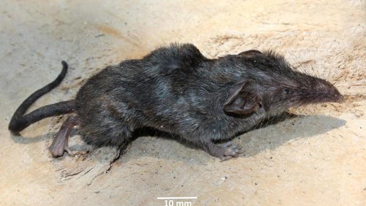 New species of shrew discovered in Andamans’ Narcondam Island - The Hindu
