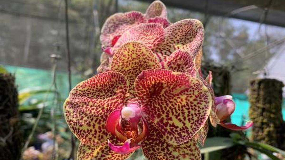 Orchids in full bloom at the Kaziranga National Orchid Park in Assam ...