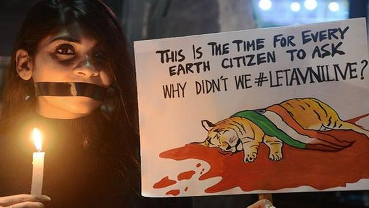 Avni: ‘two chances to tranquillise missed’ - The Hindu