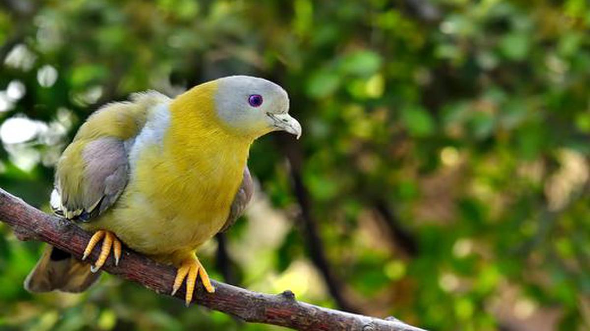Getting to know the shy Yellow-footed Green-Pigeon - The Hindu