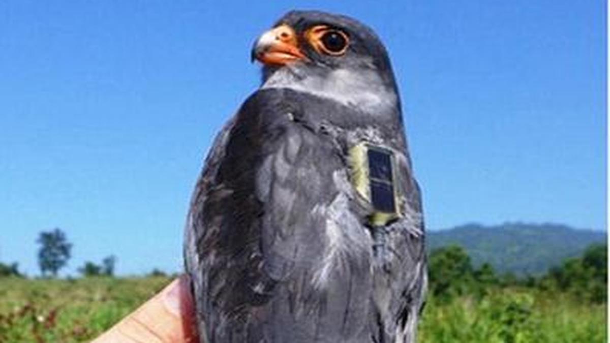 Nagaland, Manipur cheer as Amur falcons arrive - The Hindu