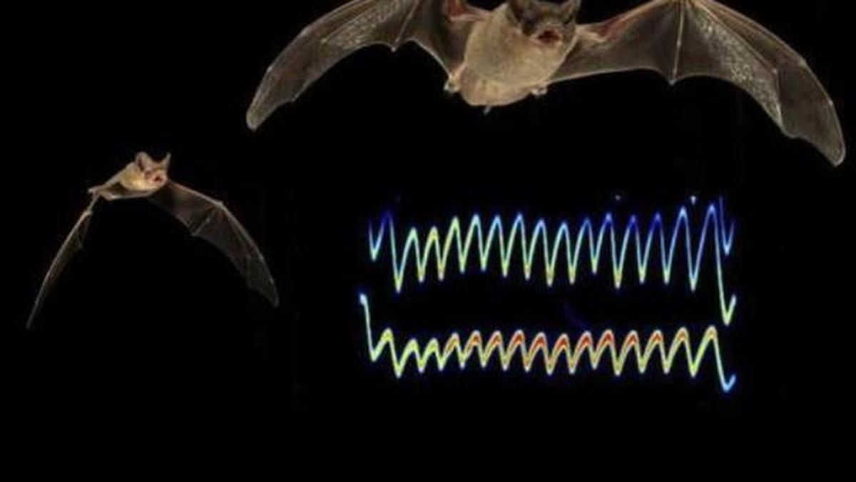 Brazilian free-tailed bat is the fastest flying animal: study - The Hindu