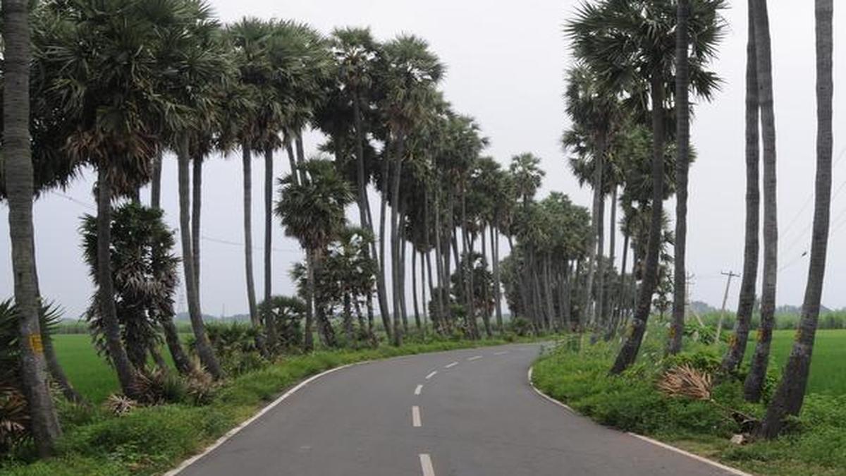 Will the palmyra green Chennai better? - The Hindu