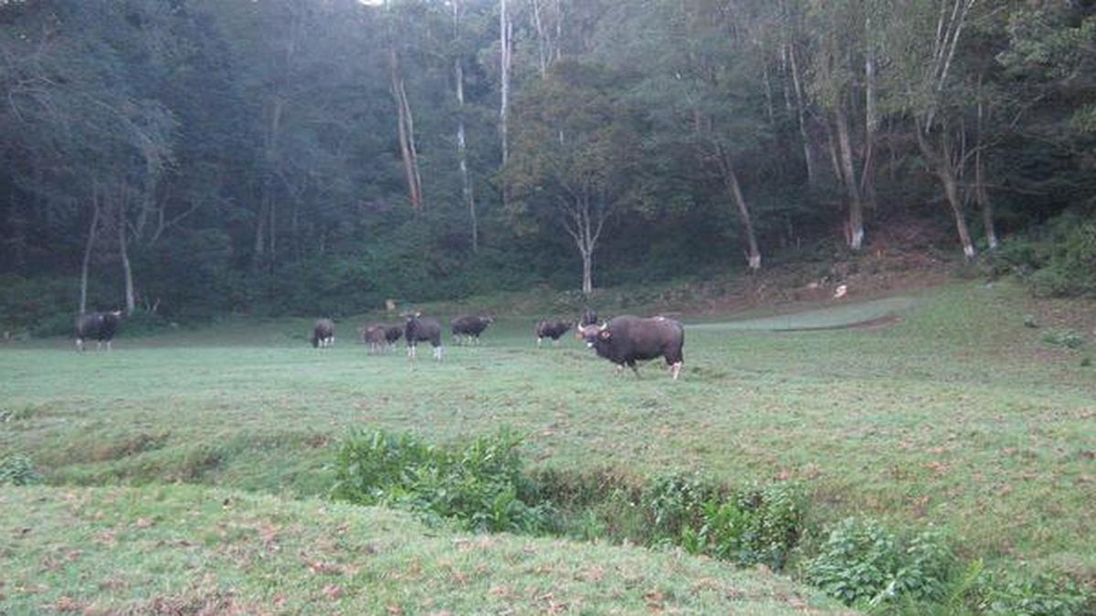 George N. Netto on a herd of gaur that frequents a golf course near ...