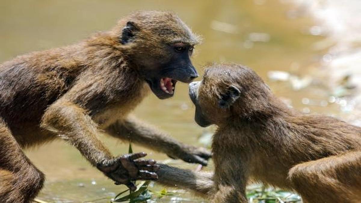 Scientists hear voice of ancient humans in baboon calls - The Hindu
