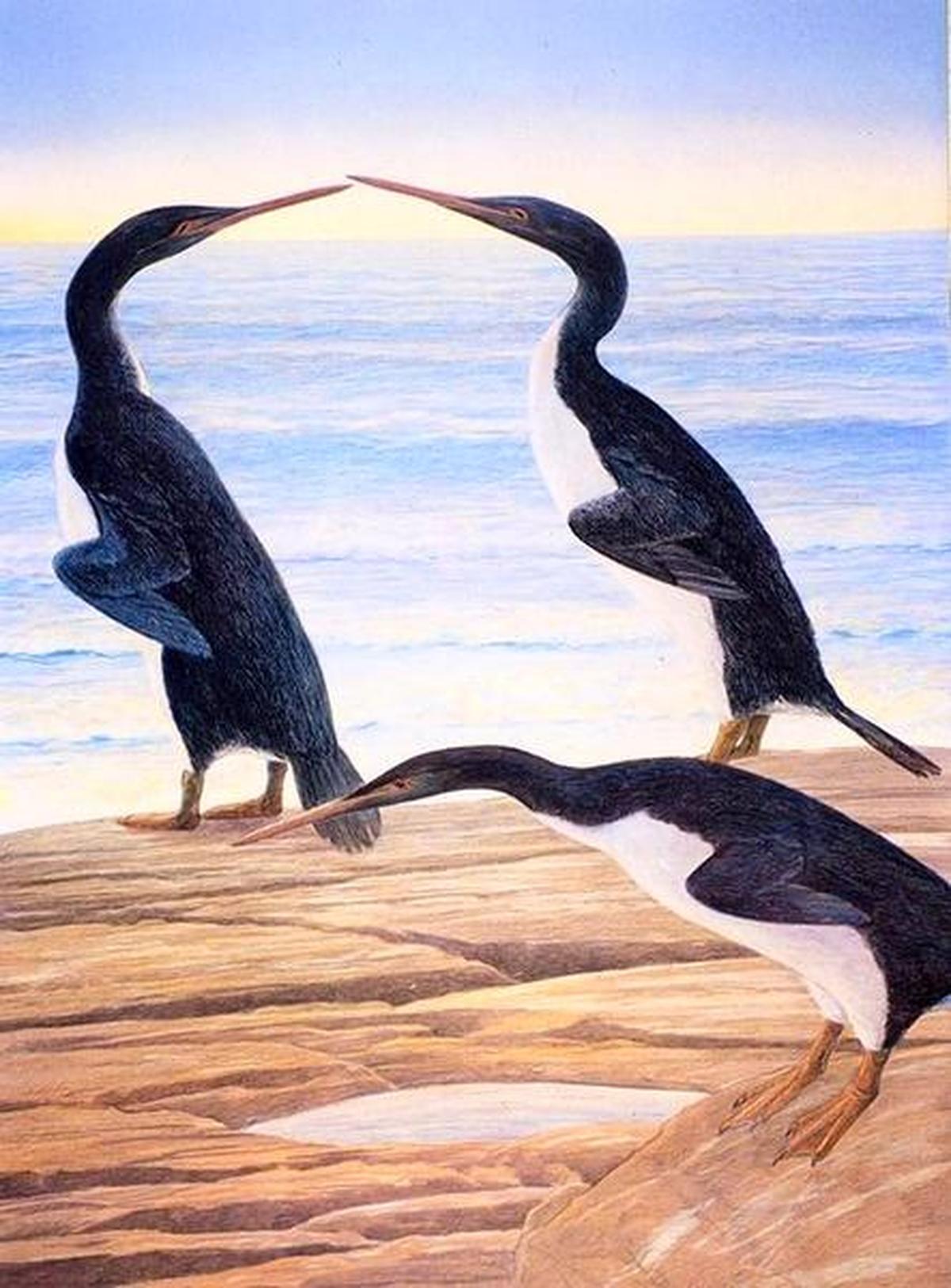 Giant penguin lived along dinosaurs - The Hindu