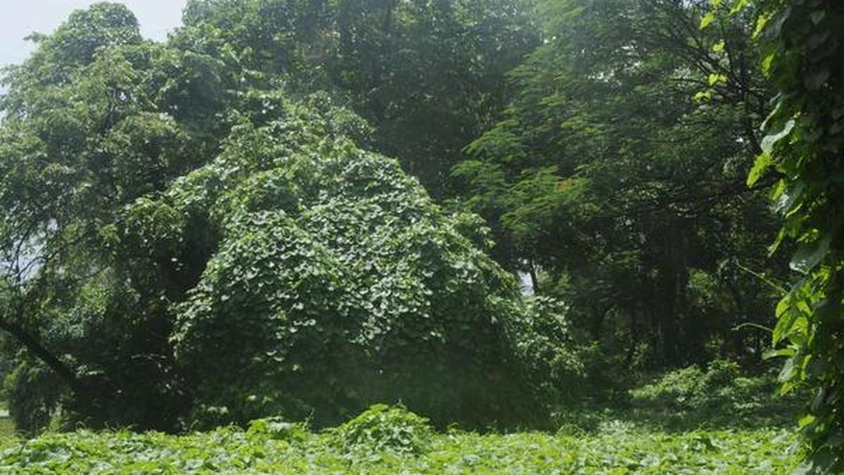 How manja, which can slit throats, also kills trees - The Hindu