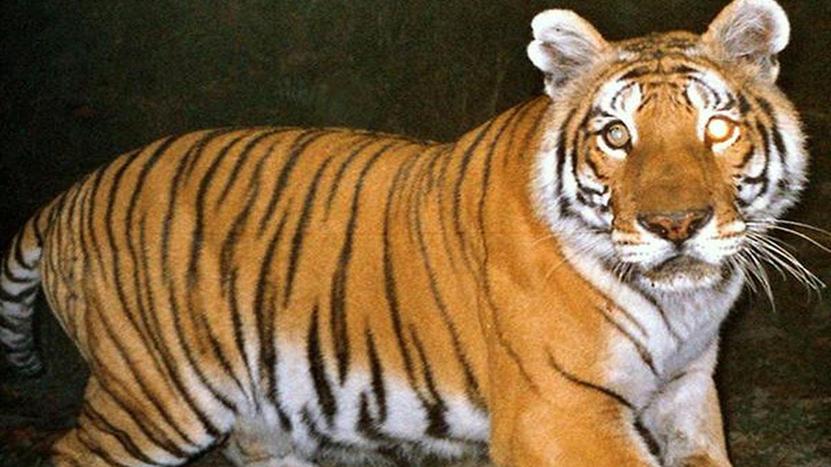 Now, drones to be used for monitoring tigers - The Hindu