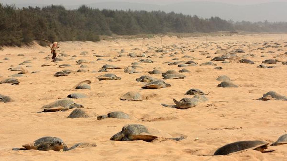 Not all are welcome to Odisha’s arribada writes Ridhi Chandarana - The ...