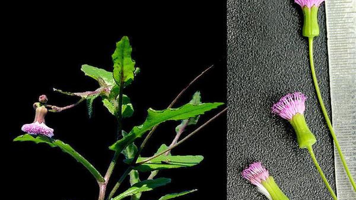 New plant species found in Eastern Ghats - The Hindu