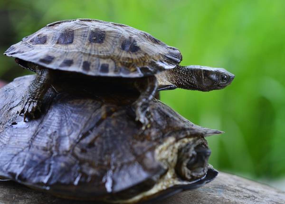 Day in pictures - May 23, 2017 - The Hindu