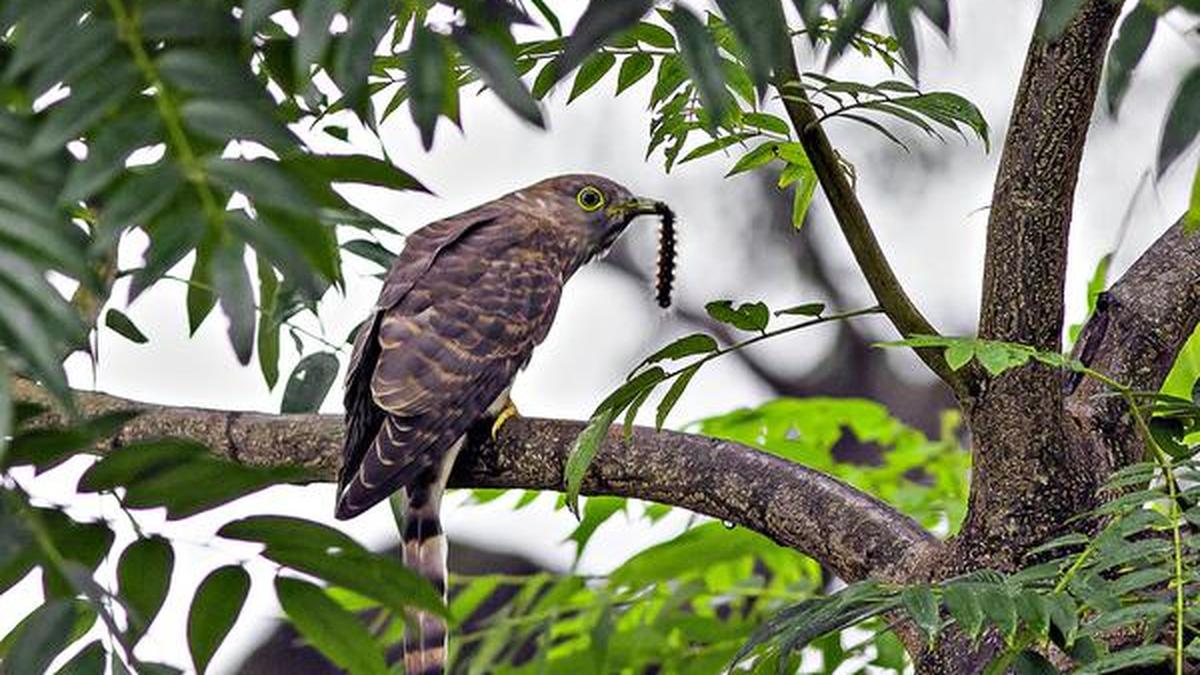 Making their presence felt - The Hindu