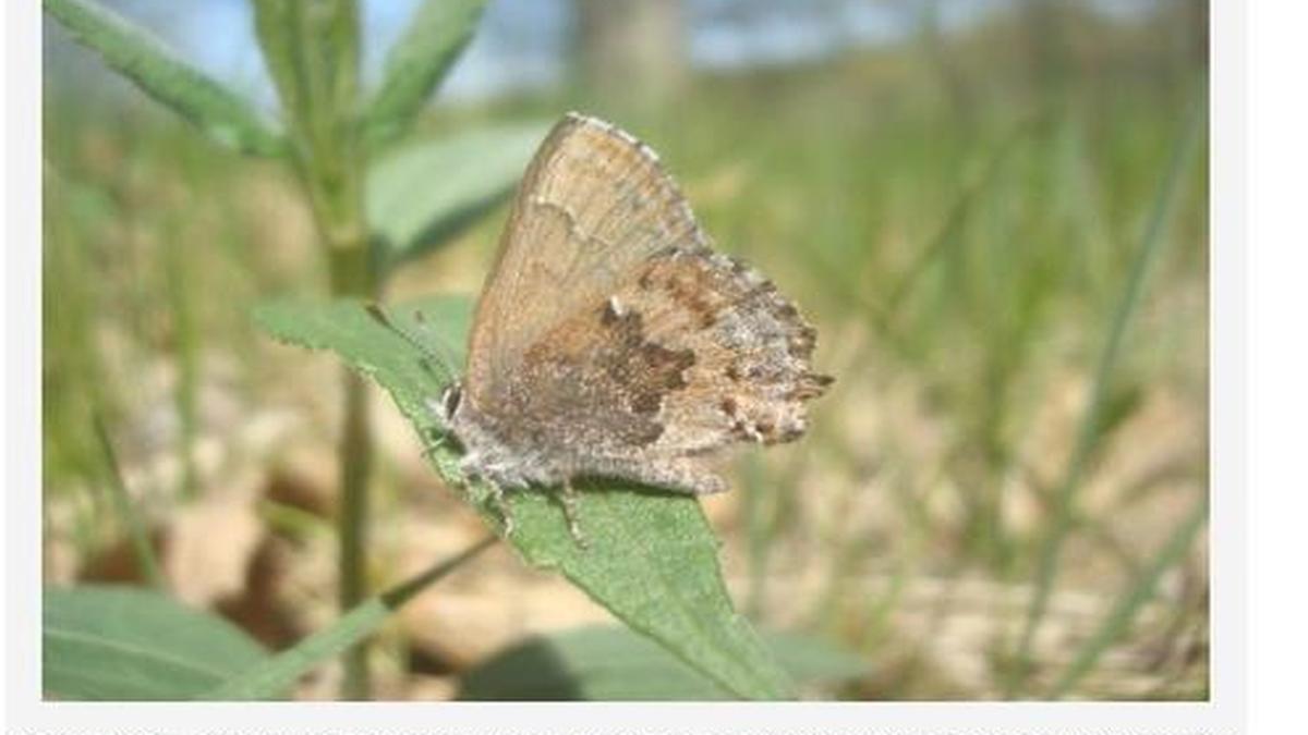 Rare butterfly thrives on, and because of, US military bases - The Hindu
