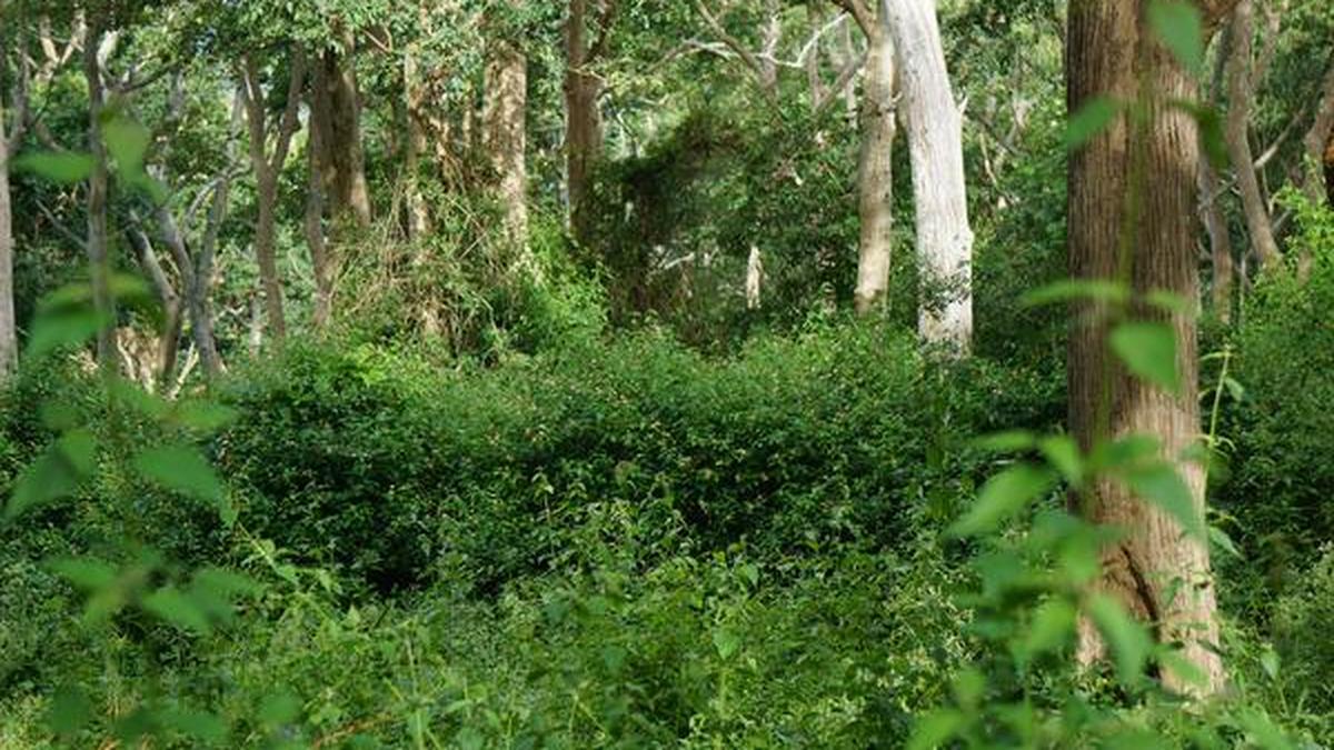 In Bandipur, the war against Lantana - The Hindu